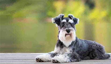 Miniature Schnauzer Feeding Guide Hypro Premium