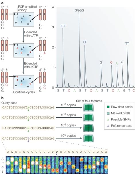 DNA Sequencing Technologies Learn Science At Scitable