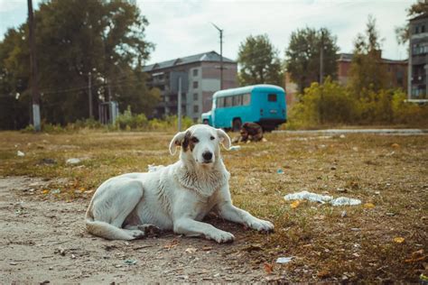 Dogs Of Chernobyl Are Now Genetically Different To Others In The World