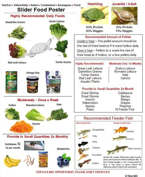 Red Eared Slider Vegetables Hasma
