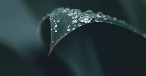 H2 O 거품 계절 관념적인 교양 있는 구부러진 깊은 깨끗한 꽃 나뭇잎 녹색 디테일 뚝새풀 무리 매크로 모양 물 반사 방울 배경 백조의 목