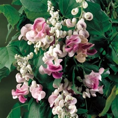 Увивни и катерливи цъфтящи растения Български Фермер