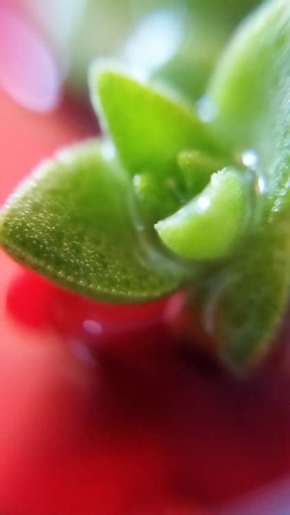 Post [165889337887] Graptoveria Tumbex