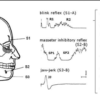 Pdf Brainstem Reflex Circuits Revisited