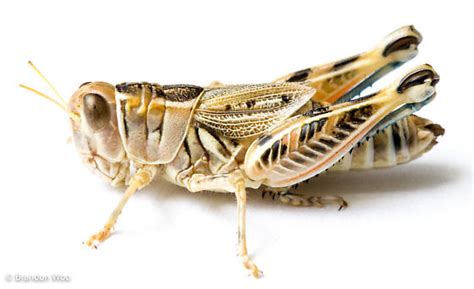 Oedaleonotus Enigma Bugguidenet