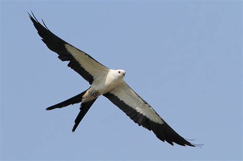 Swallow Tailed Kite Bird Gallery Houston Audubon