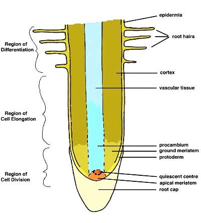 Root Apex BIOL APBI 210 Lab Information