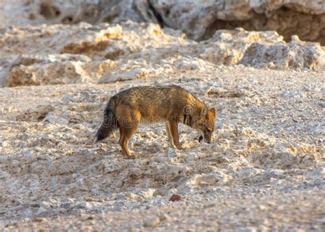 Golden Jackal In Ras Mohammad National Park South Sinai Egypt Stock