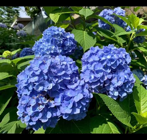 紫阳花雷火剑 紫阳花花语 第2页 大山谷图库
