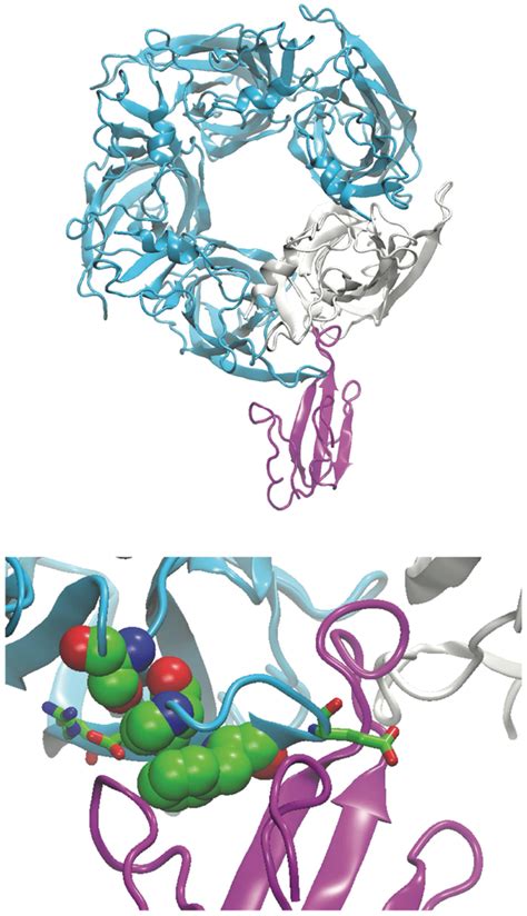 Structural Basis For α Bungarotoxin Insensitivity Of Neuronal Nicotinic
