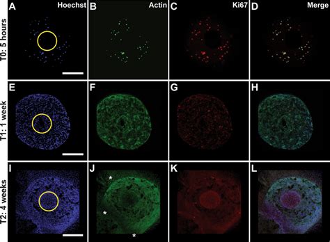 Hgmsc Present Highest Proliferation Rates After 1 Week In Culture With