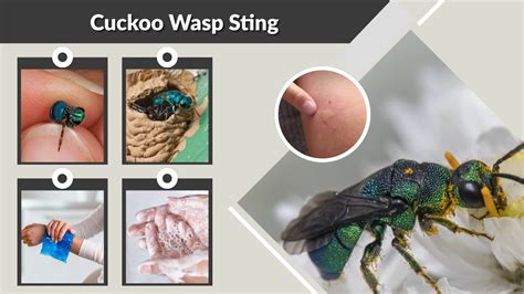 Hornet Vs Wasp Nest Size Sting And Behaviors Compared