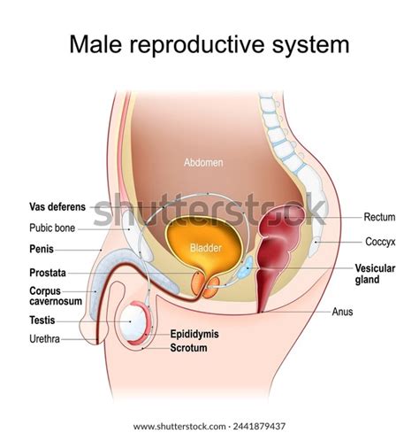 Male Reproductive System Sagittal View Reproductive Stock Vector
