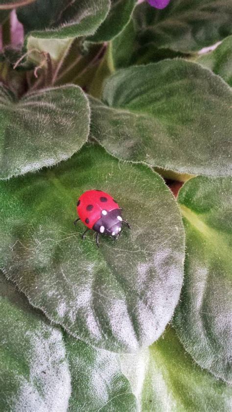 Ladybug Clay By Ericda On Deviantart