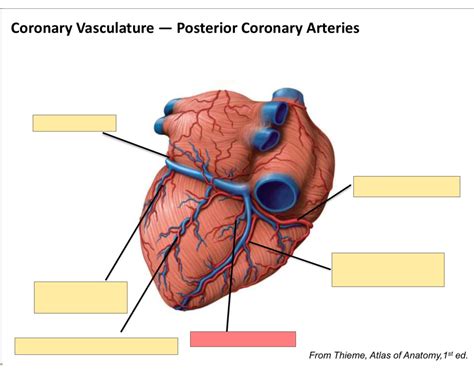 Posterior Coronary Arteries Quiz