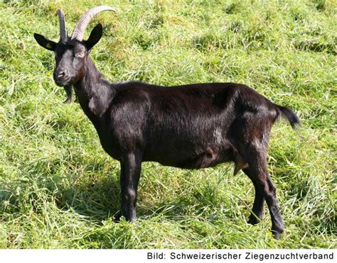 Nera Verzasca Ch Fundus Agricultura