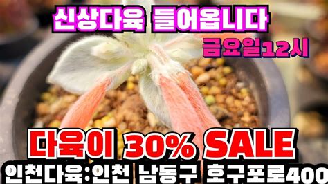 인천다육 ️내일 12시에 신상다육이 염가쎄일합니다 🏡 인천 남동구 호구포로400 ☎️ 010 5316 7402 Youtube