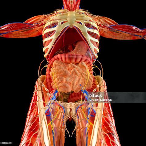 소장 소화 시스템 위 식도 십이지 장 길쭉한 그늘과 결 장 인간의 해부학입니다 인체 X 레이 0명에 대한 스톡 사진 및 기타 이미지 Istock