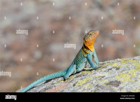 Eastern Collared Lizard Size At Eduardo Fizer Blog