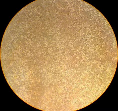 鼠源原代细胞 人源原代细胞 猪源原代细胞 无血清培养基 基础培养基 完全培养基 Pbs 武汉钬飞生物科技有限公司