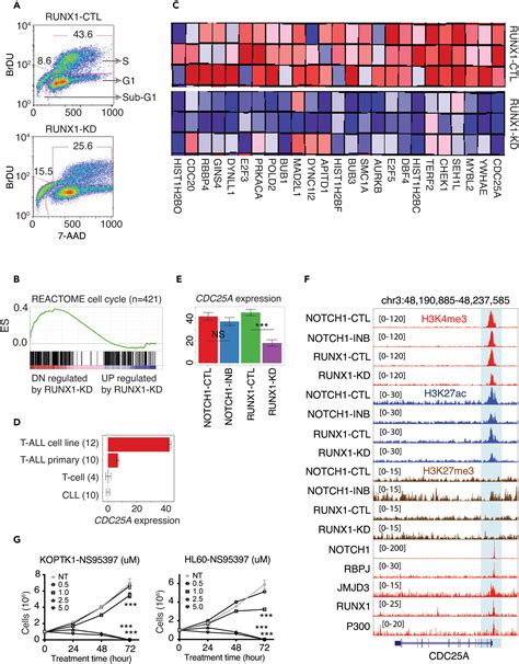 RUNX Colludes With NOTCH To Reprogram Chromatin In T Cell Acute Lymphoblastic Leukemia IScience