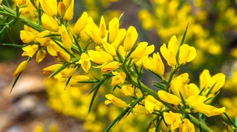 Plant Pests