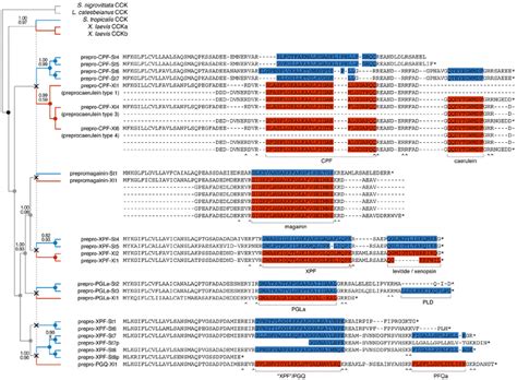 Evolutionary Diversification Of Pipid Amp Genes Phylogenetic Download Scientific Diagram