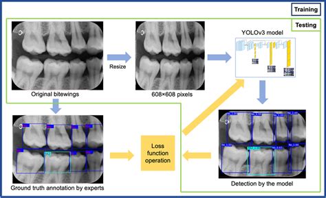 Workflow Diagram Of Training Procedure Blue Boundary And Testing Download Scientific Diagram