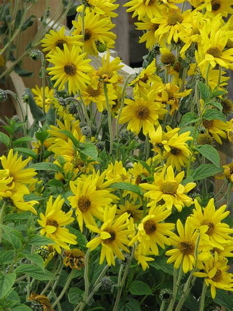 Helianthus mollis - PictureThis