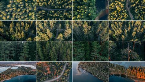 1000 Forest Reference Pictures Flippednormals