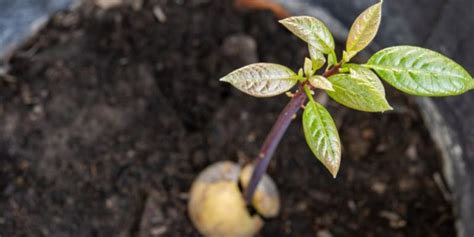 Avocado Tree Growth Stages Life Cycle
