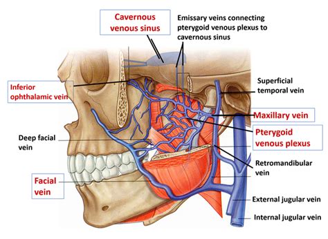 Pteryygoid Venous Plexus Anatomy Qa