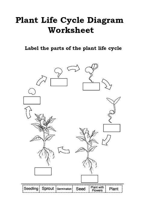 Plant Life Cycle Diagram Worksheet Download And Print Now