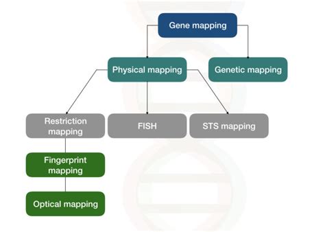 a brief introduction to gene mapping