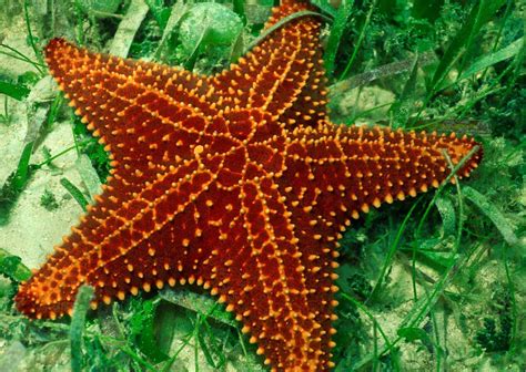 Starfish Behavior Animalbehaviorcorner