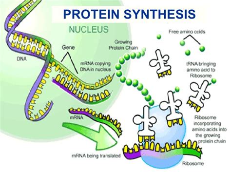 1 6 Genes And Genetic Code Protein Synthesis Diagram Quizlet