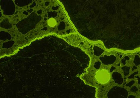 Carbonation Concrete Experts International