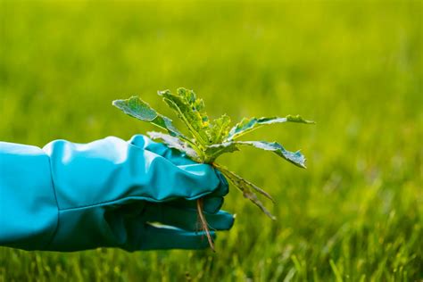 How To Kill Weeds Before Planting Grass Storables