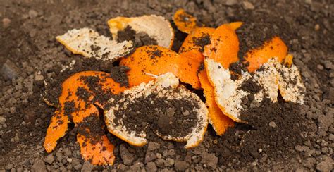 How To Use Orange Peel In Your Garden 5 Ways To Reuse Skins Woman And Home