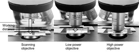 Microscope Lab Anatomy And Physiology I Oer Lab Manual Microscope Lab Anatomy And Physiology I Oer Lab Manual