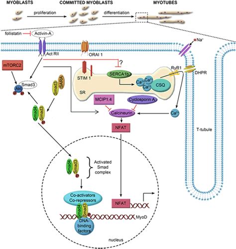 Summarized Model Showing The Members Of Mstn Signaling And Muscle Download Scientific Diagram
