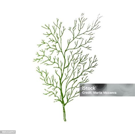 유기농 식품 딜의 손으로 그린 컬러 벡터 스케치입니다 낙서 빈티지 일러스트입니다 카페 및 라벨 메뉴 장식 새겨진 이미지 건강한 식생활에 대한 스톡 벡터 아트 및 기타 이미지