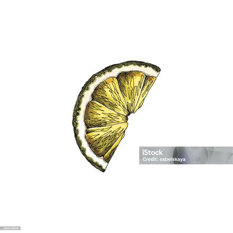 Yellow Lemon Slice Sketch Vector Illustration Hand Drawn Engraved Lime