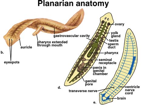 Flatworm Diagram