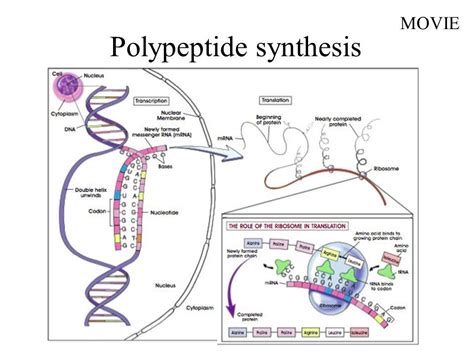 Flow Diagram Gene To Polypeptide Polypeptide Gene Transcript