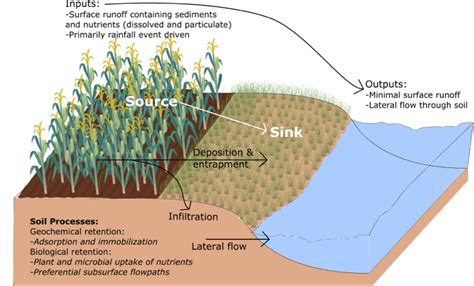 Do Vegetated Buffers Actually Mitigate Nutrient Runoff In Canada Top Crop ManagerTop Crop Manager