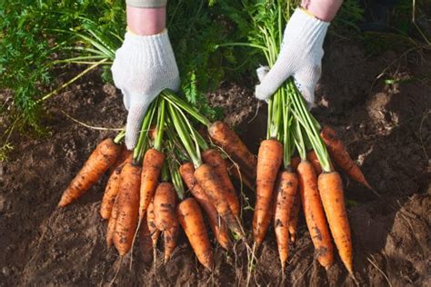 Storing Parsnips Tips For Keeping Them Tasting Fresh
