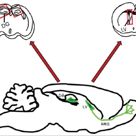Neurogenesis Areas Frontal Sections Of The Brain Of An Adult Mouse Download Scientific Diagram