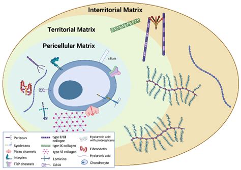 Pericellular Territorial And Interterritorial Matrix Created With Download Scientific Diagram