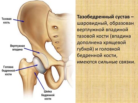 Скелет верхних и нижних конечностей презентация онлайн